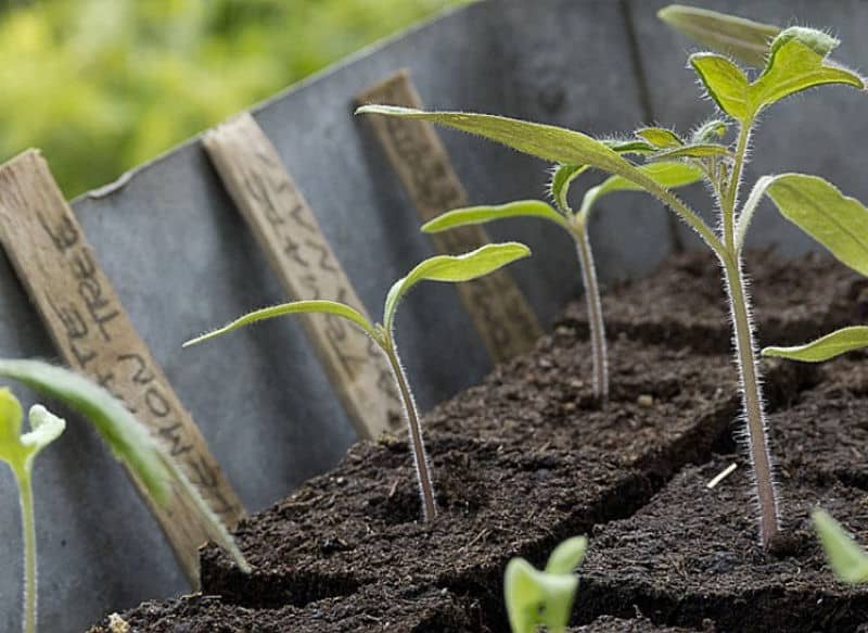 Semis et découverte du potager - Fondation GoodPlanet