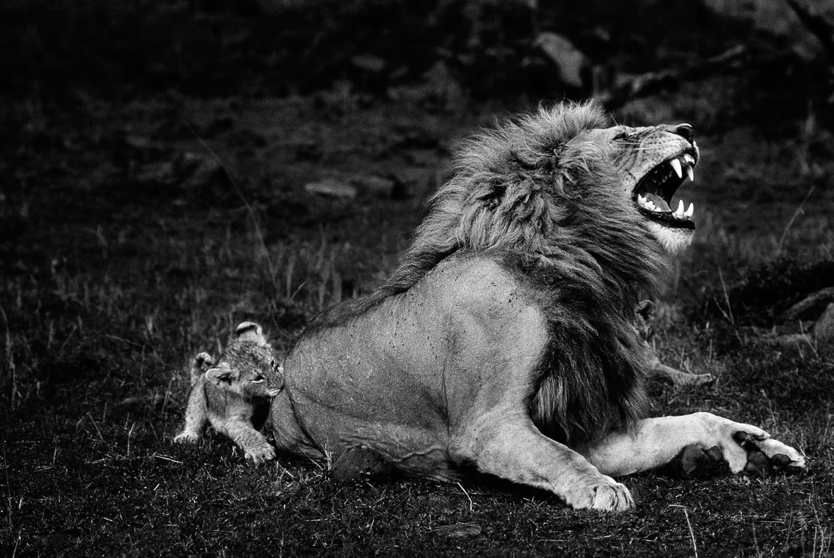 Vente aux enchères exposition : « Legacy – une vie de photographe » de ...