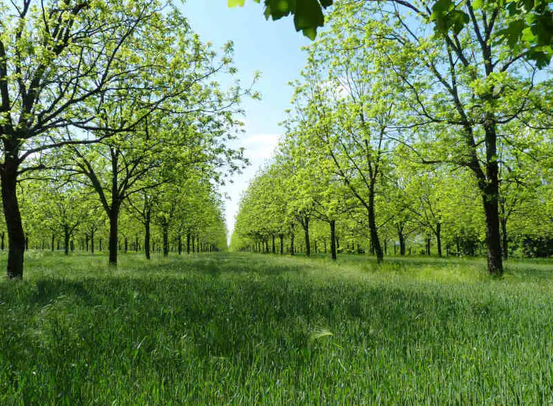 Agroforesterie en France - Fondation GoodPlanet