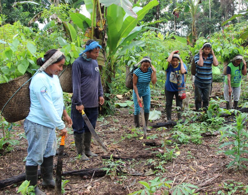 Agroforesterie en Équateur - Fondation GoodPlanet