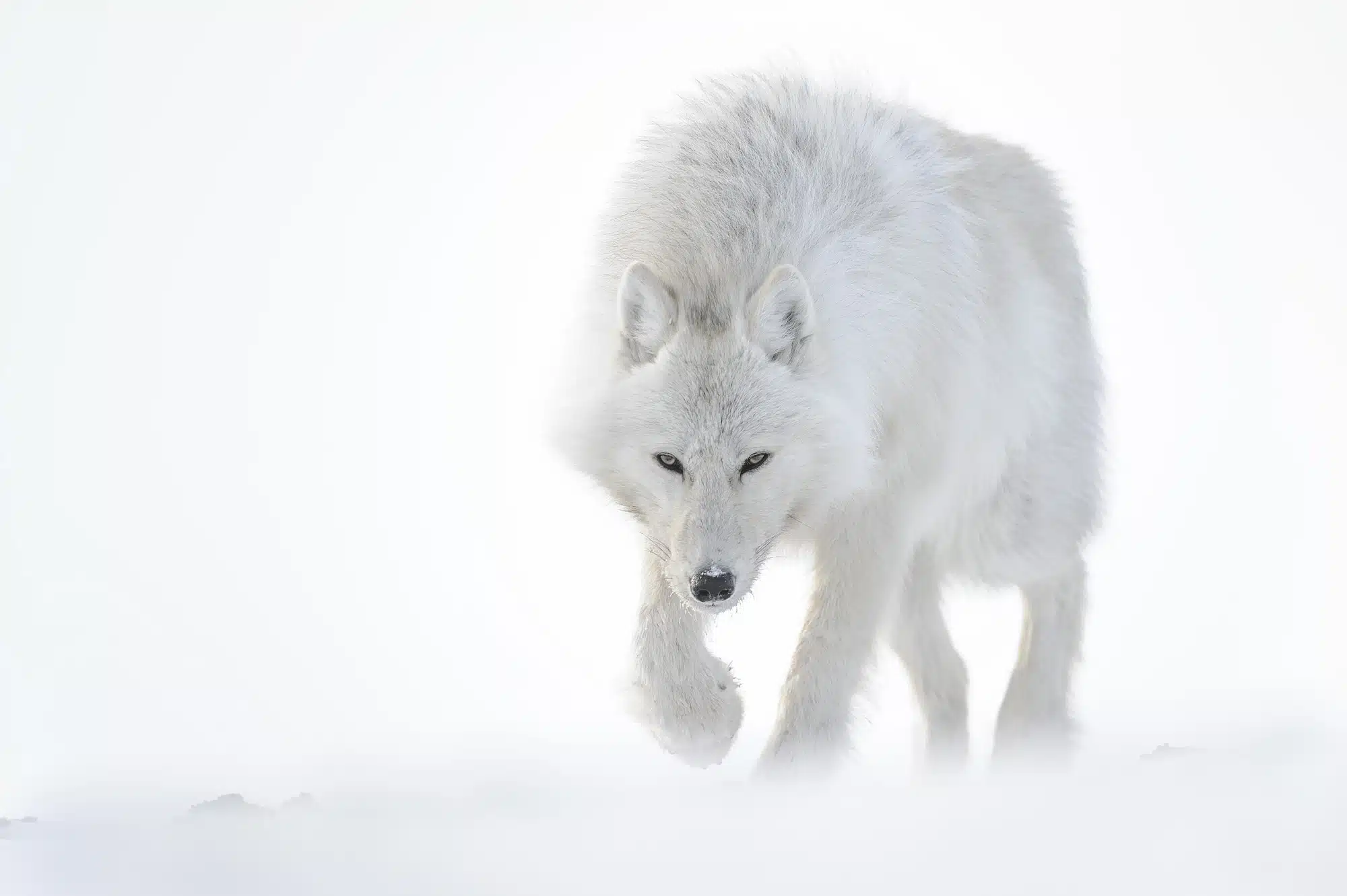 « LES 3 PÔLES », la nouvelle exposition photo de Vincent Munier à ...