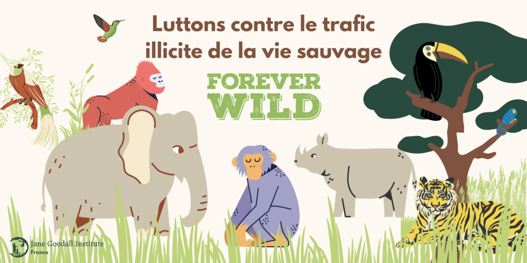 Rencontre : "Le trafic des animaux sauvages : du crime au sauvetage ...