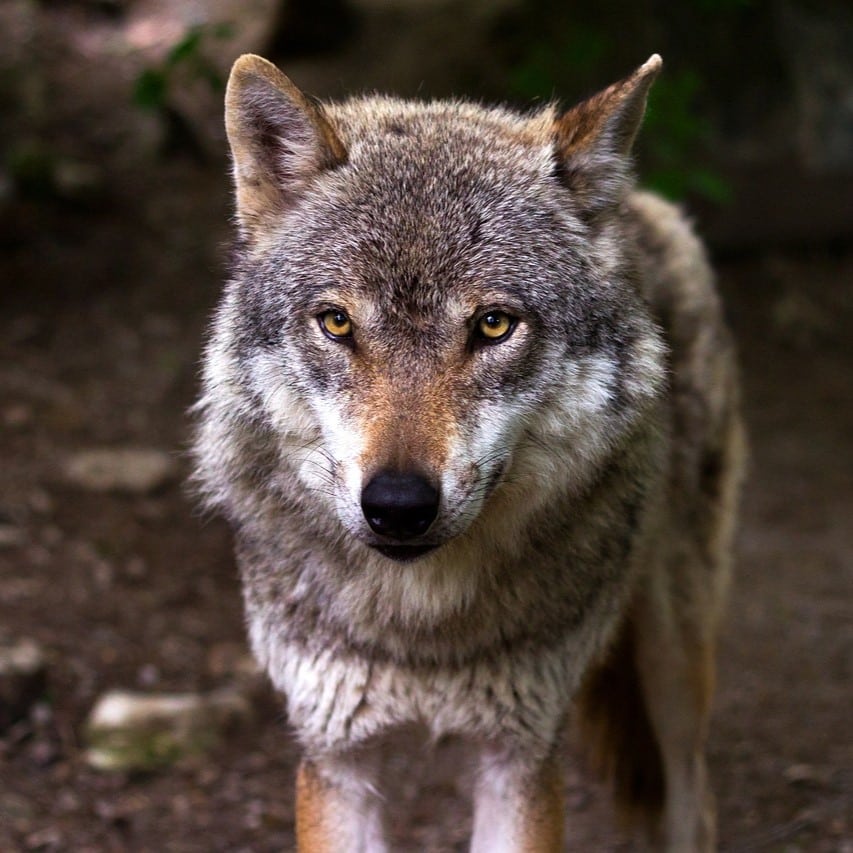 Projection-rencontre : Marche avec les loups - Fondation GoodPlanet